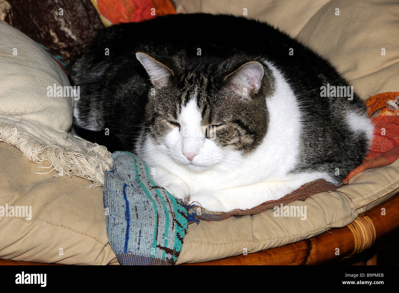 Mask and mantle cat hi-res stock photography and images - Alamy