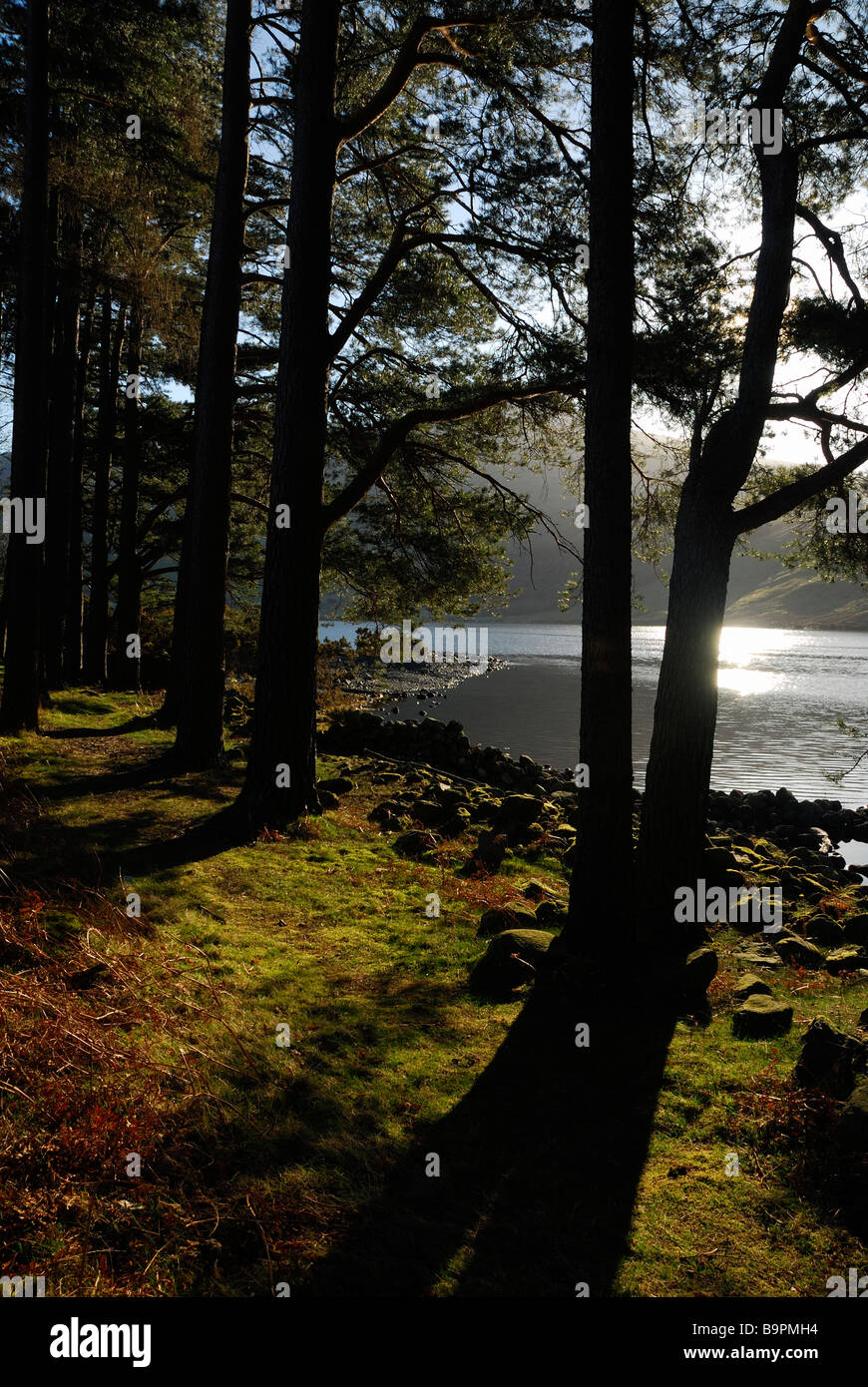 Backlit trees hi-res stock photography and images - Alamy