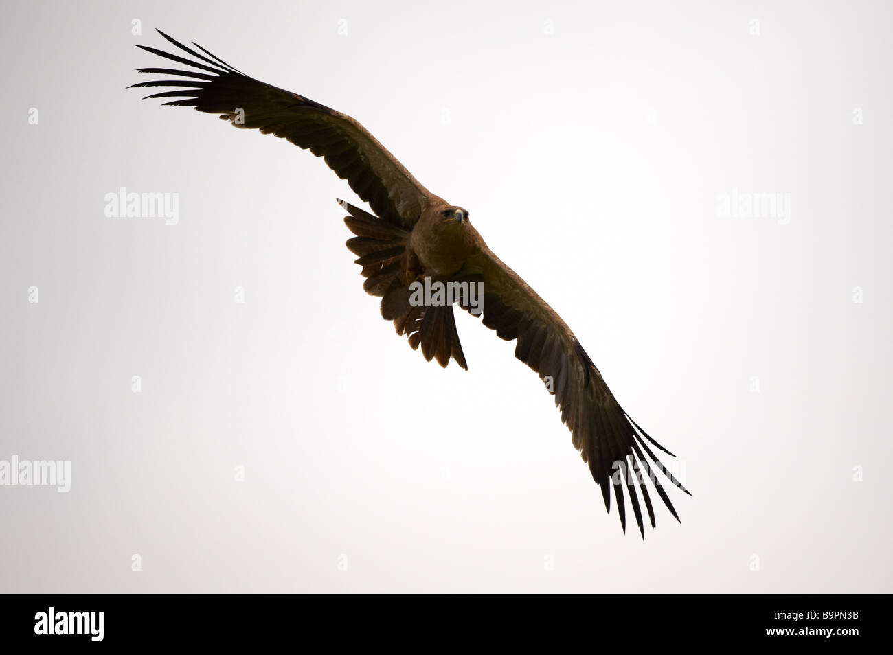 Flying eagle flying towards you hi-res stock photography and images - Alamy