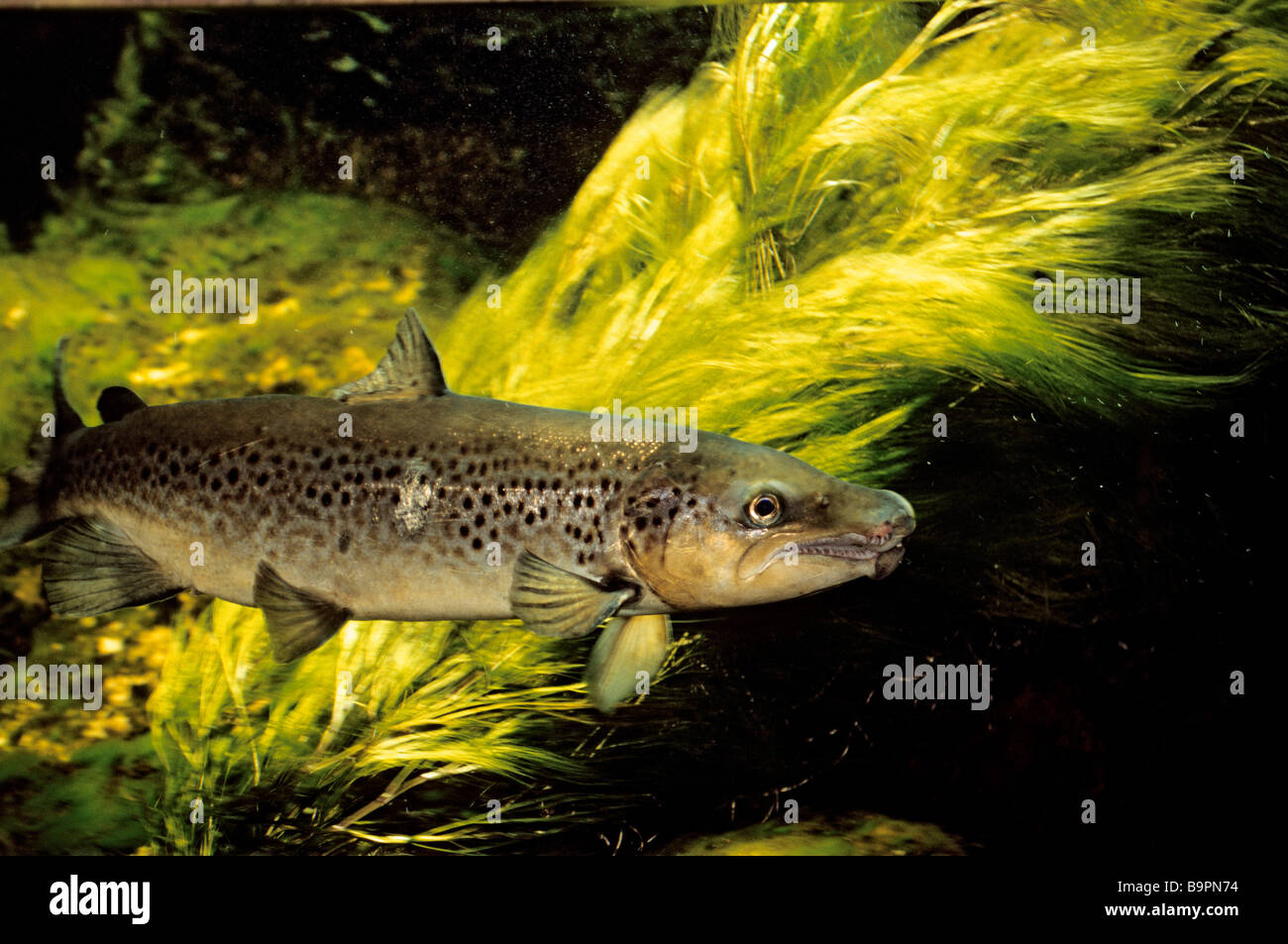France, Cotes d'Armor, salmon (Salmo hamatus Stock Photo - Alamy