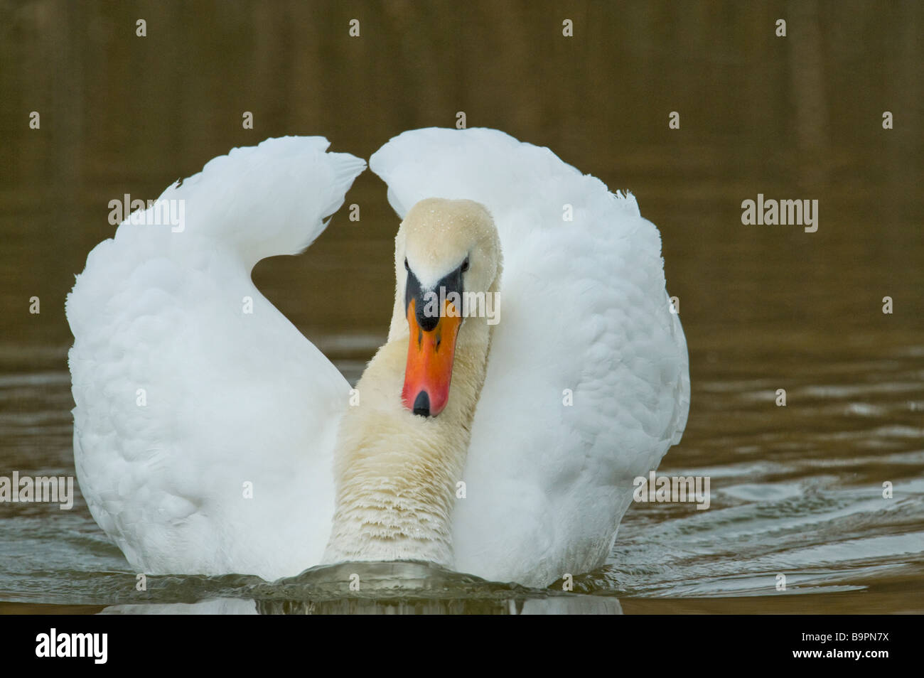 Swan portrait hi-res stock photography and images - Alamy