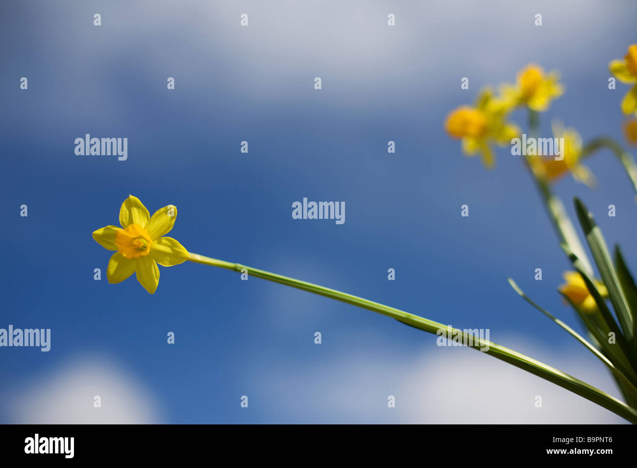Strange daffodil hi-res stock photography and images - Alamy