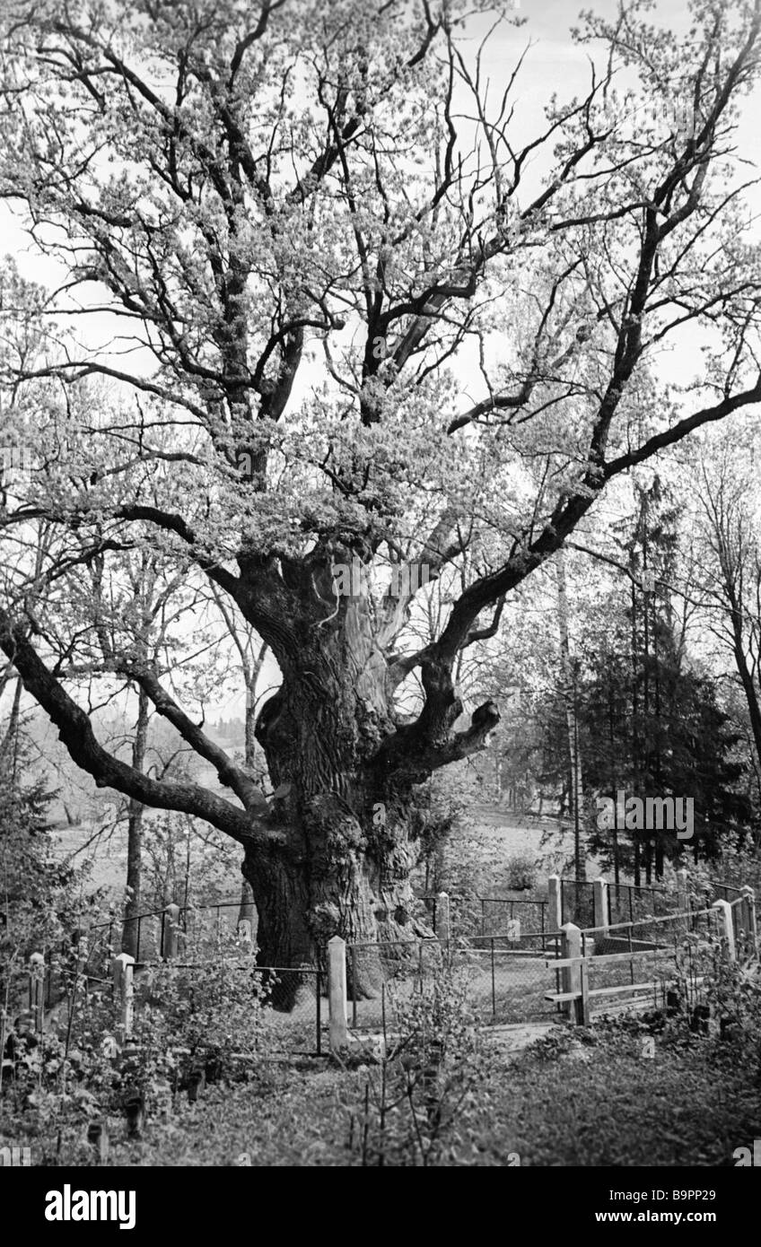 This 200 old year oak tree is the longest living one in Lithuania Stock ...