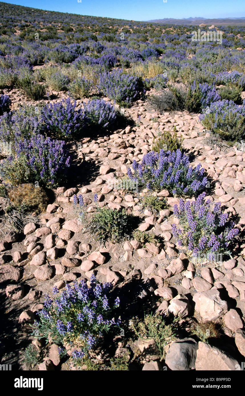 Chile desert in bloom hi-res stock photography and images - Alamy