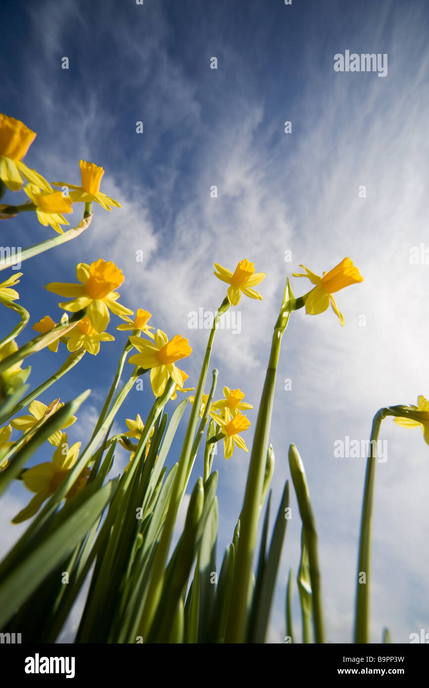 Dutch springtime hi-res stock photography and images - Alamy