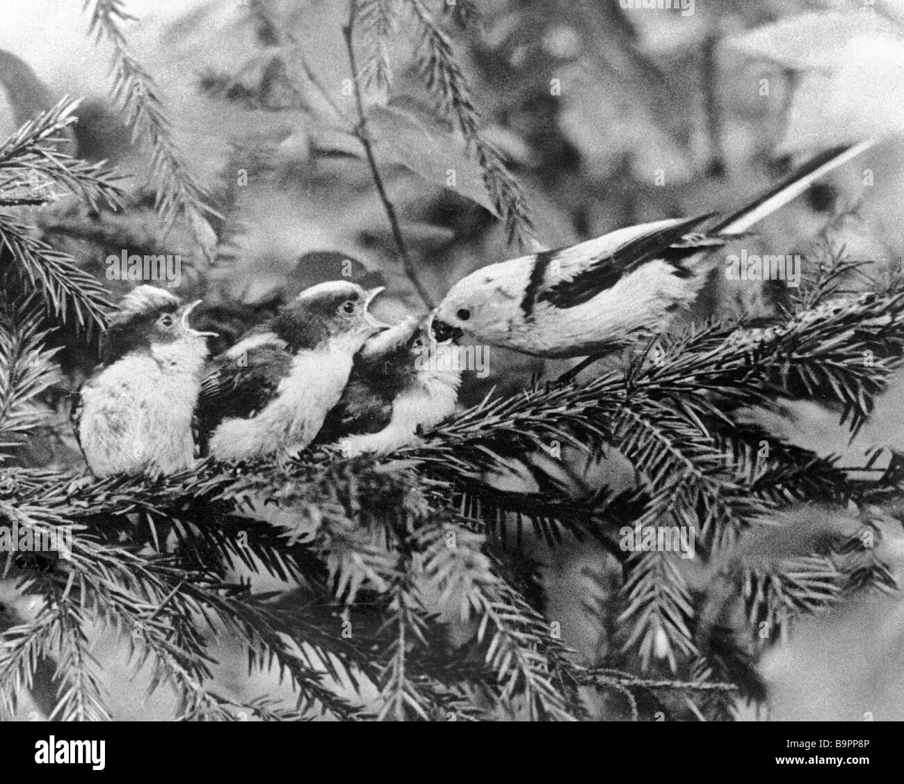 A titmouse feeding its nestlings Stock Photo - Alamy