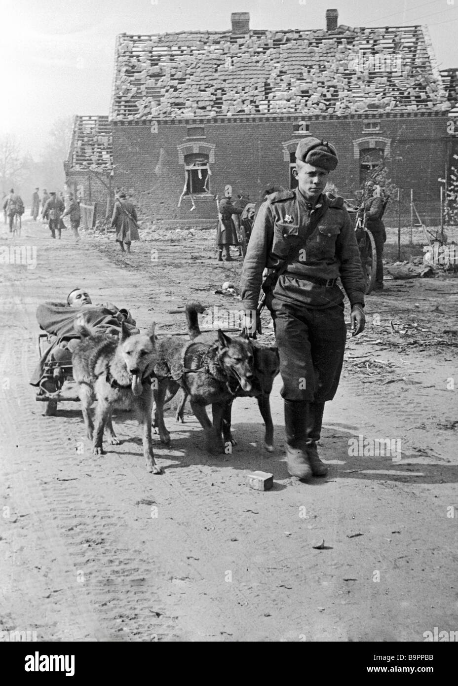 A dog cart carrying a wounded soldier to the hospital The 1st Ukrainian ...