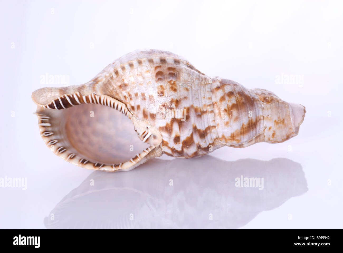 Seashell against a white background Stock Photo - Alamy