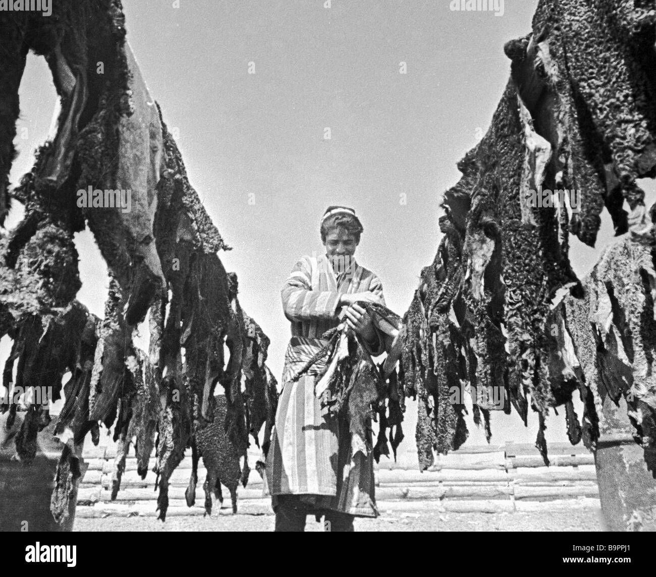 Drying of Astrakhan furs Stock Photo - Alamy