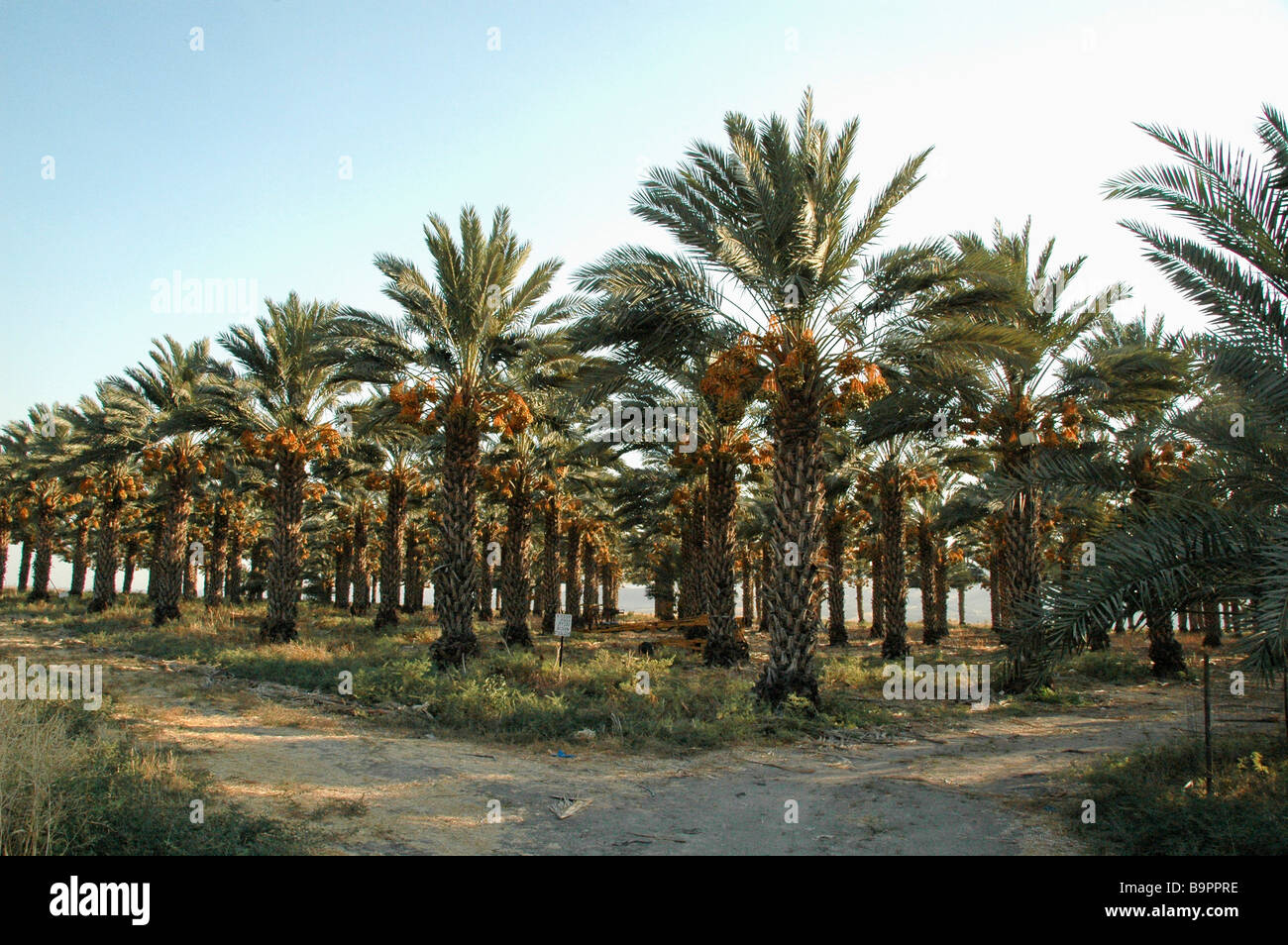 Israel Jordan Valley Kibbutz Ashdot Yaacov Date Palm Phoenix ...