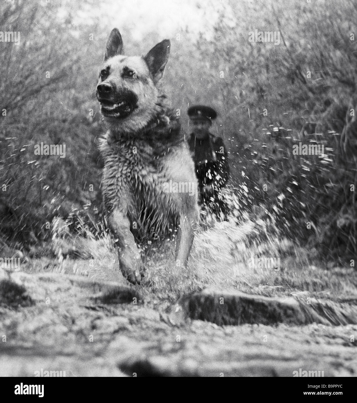 Frontier guard and his dog pursuing the offender Stock Photo - Alamy