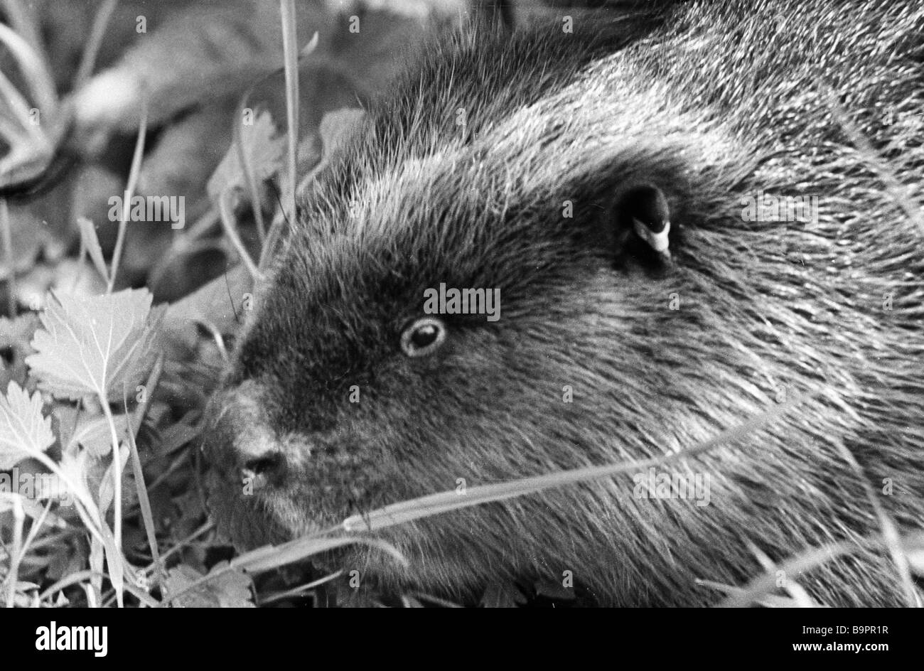Beaver with ear mark at the Voronezh preserve Stock Photo - Alamy