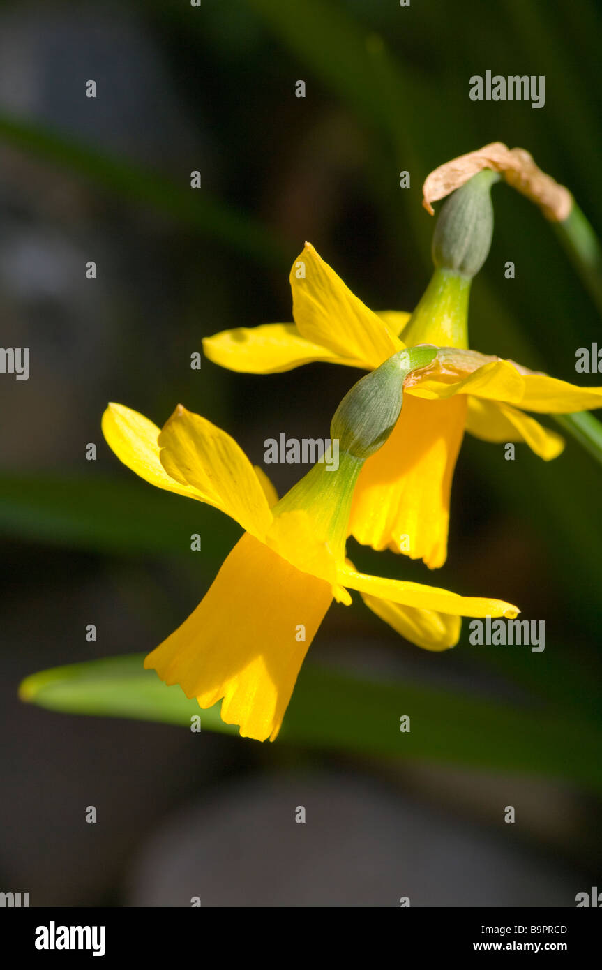 Dwarf daffodils hi-res stock photography and images - Alamy