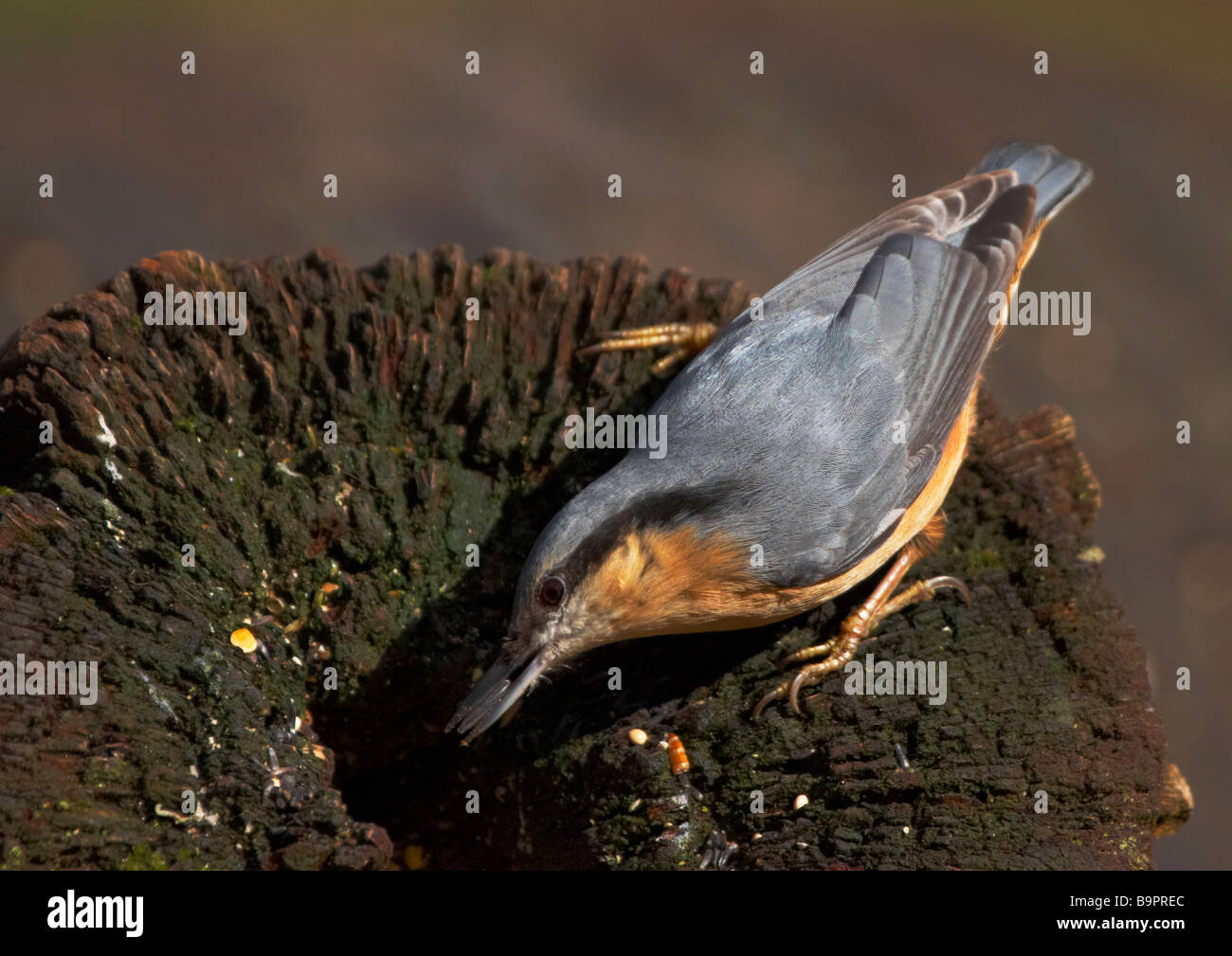 Nuthatch with nut hi-res stock photography and images - Alamy