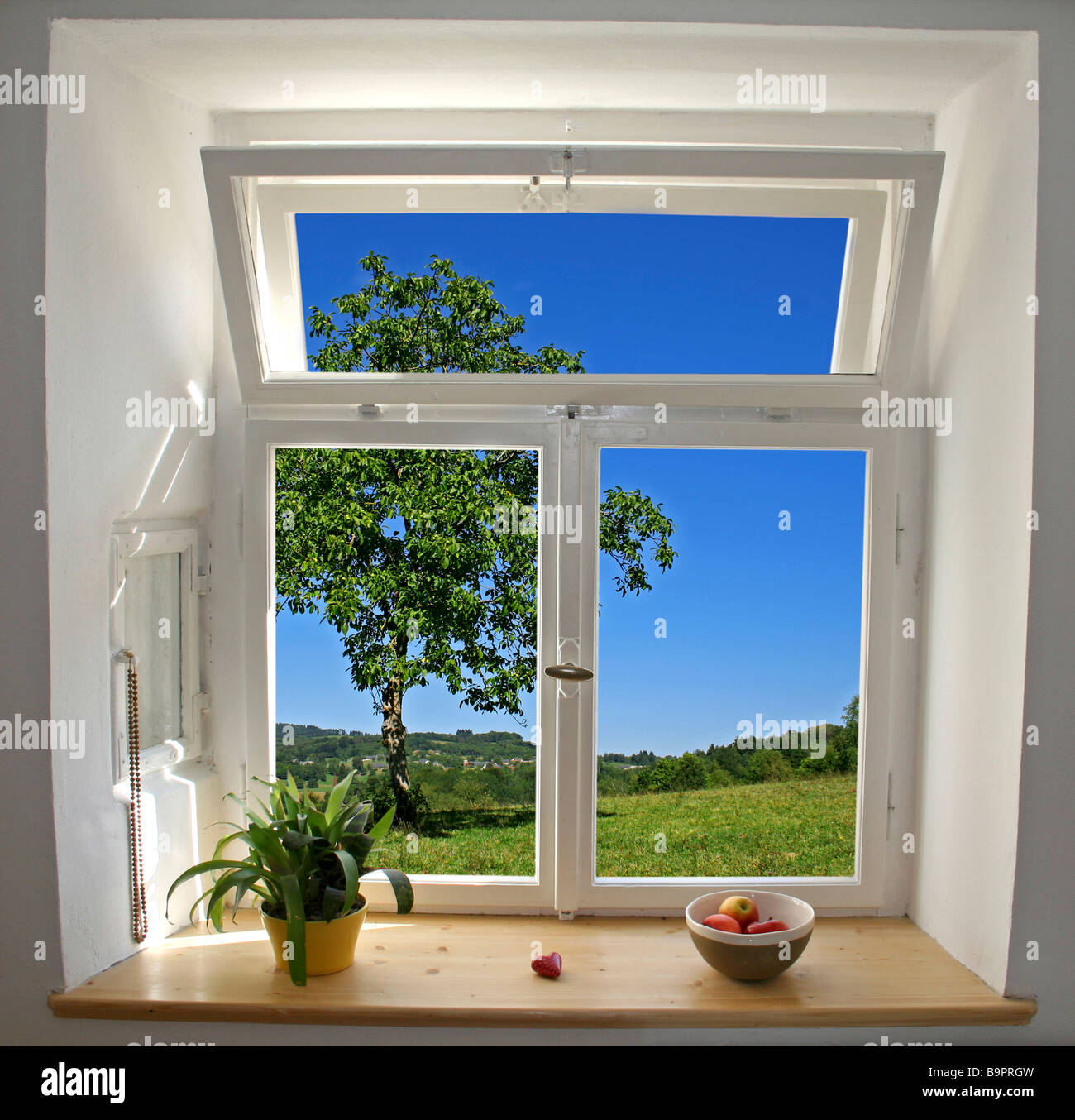 white wooden windows pane with apples and plant with outside view of ...