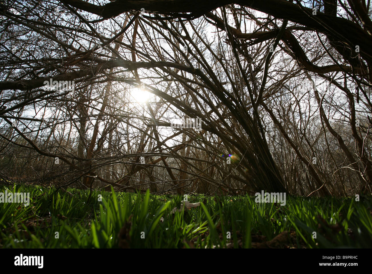 Low view of sun through woods Stock Photo - Alamy