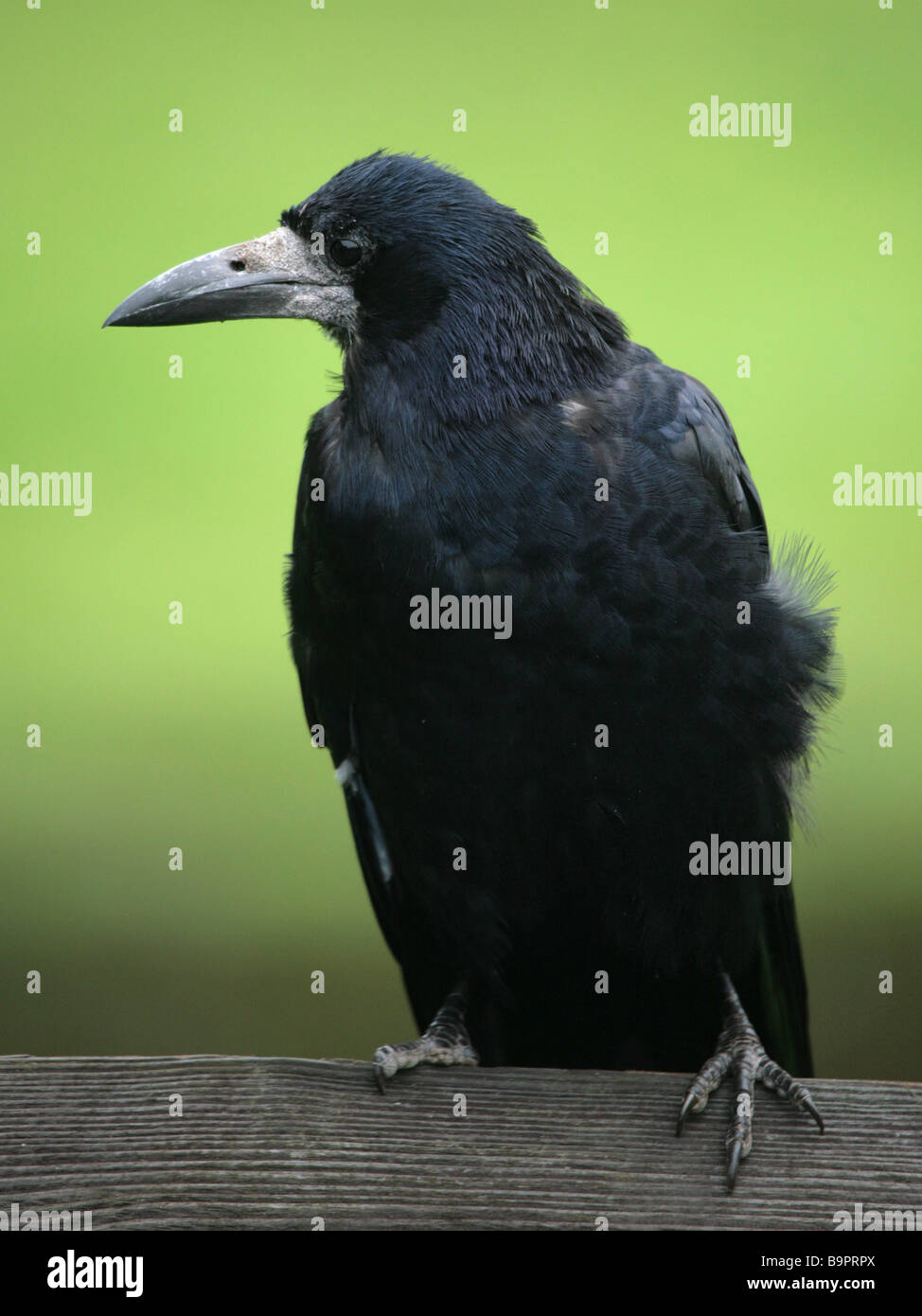 A portrait of a rook perched sitting on a fence Stock Photo - Alamy