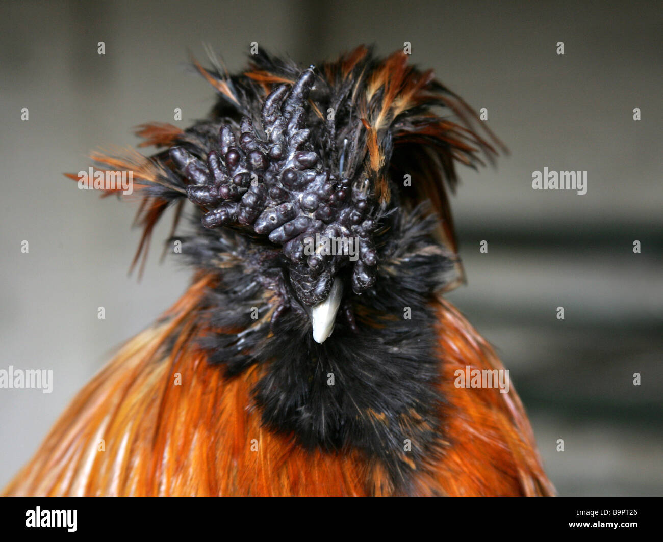 A face of a fancy poultry Stock Photo - Alamy
