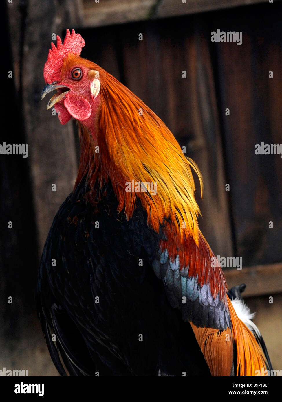A cockerel crowing - sounding an alarm Stock Photo - Alamy