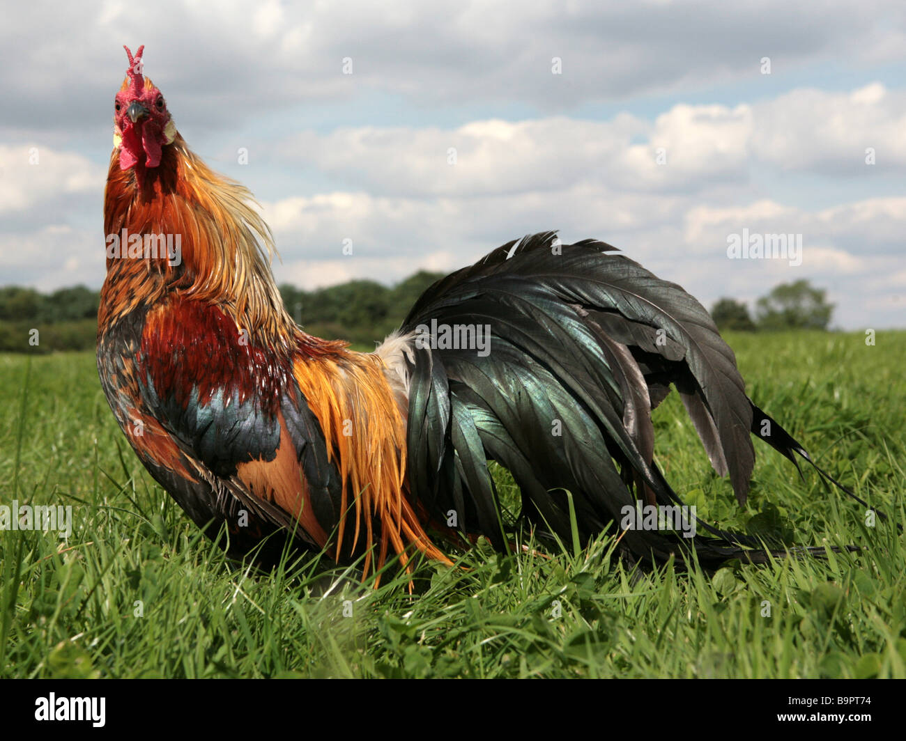 Colourful cockerel hi-res stock photography and images - Alamy