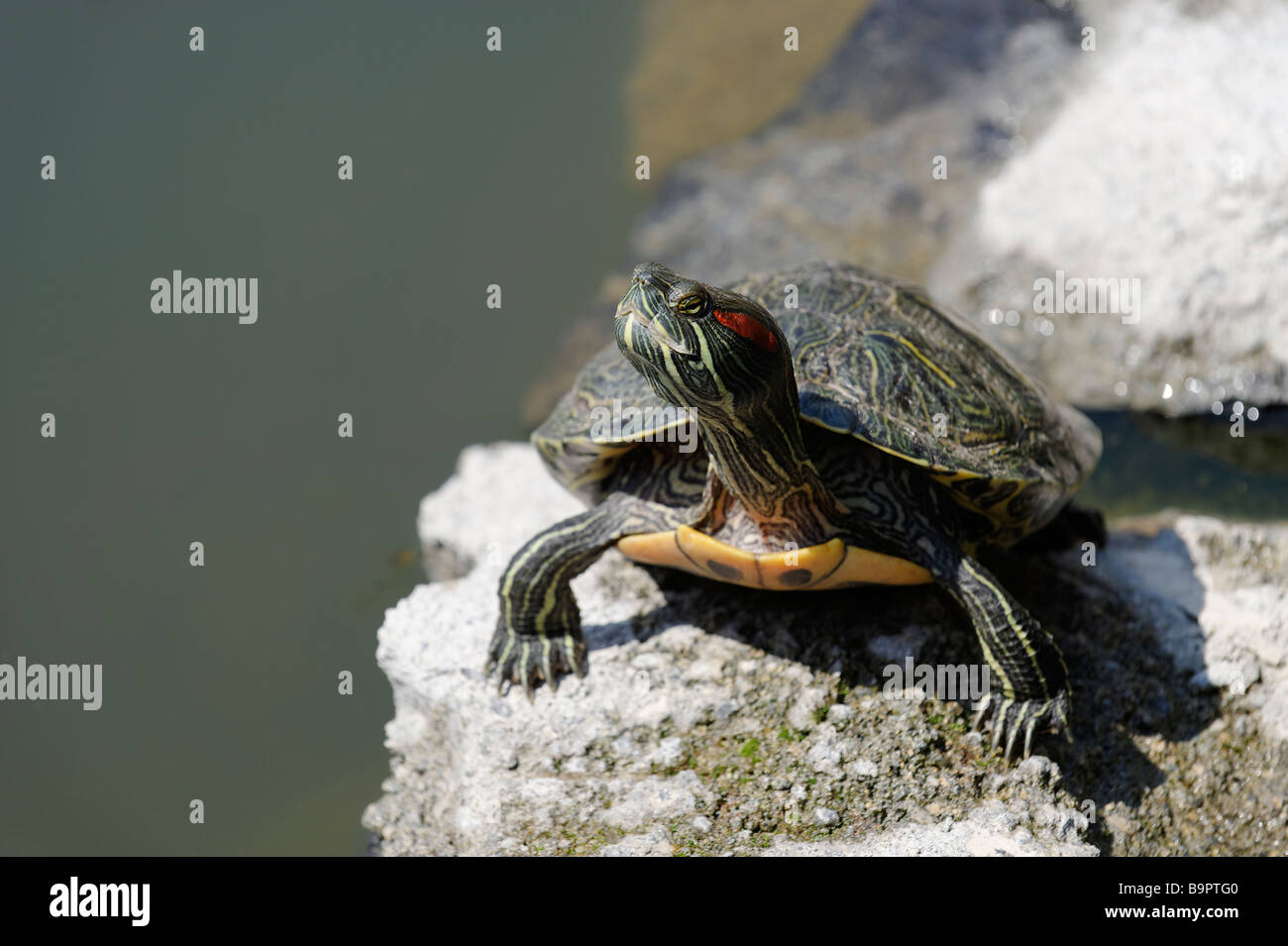 Red eared slider turtle Stock Photo - Alamy