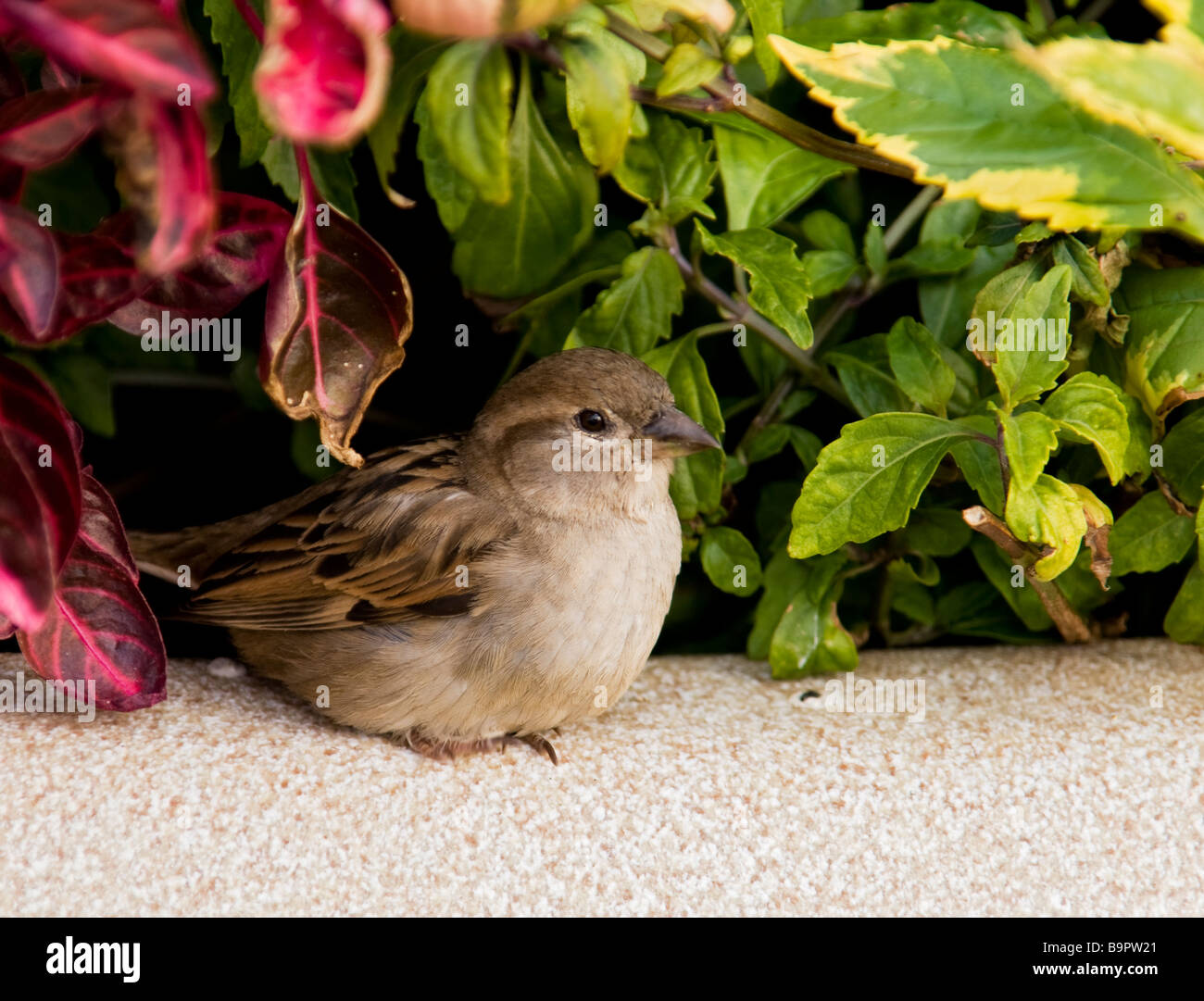 Female sparrow up close hi-res stock photography and images - Alamy