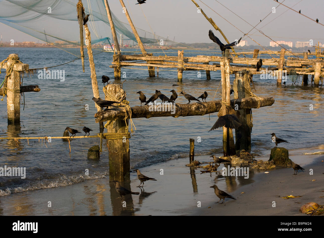 Perching crows hi-res stock photography and images - Alamy