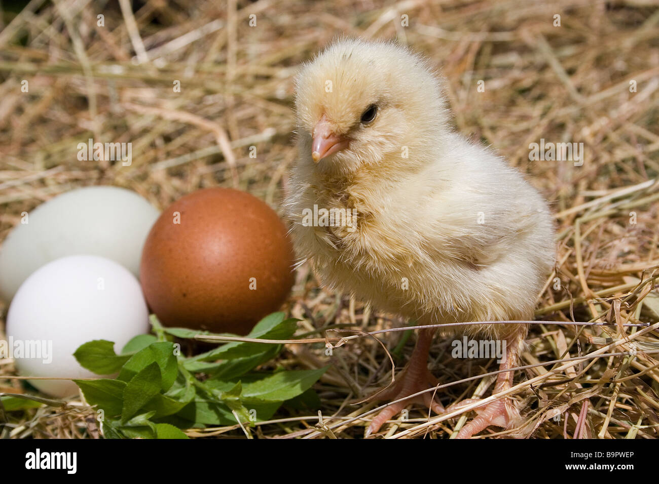 baby chick with laid eggs Stock Photo - Alamy