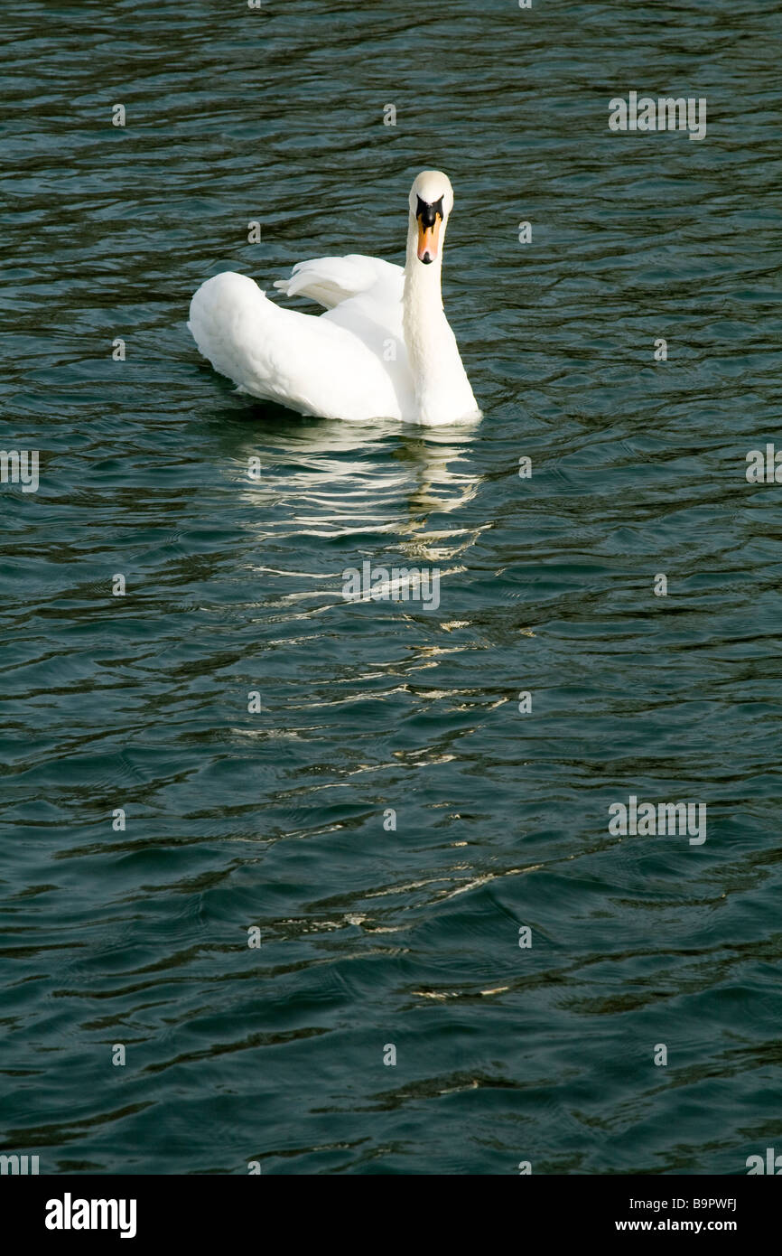 swan on water Stock Photo - Alamy