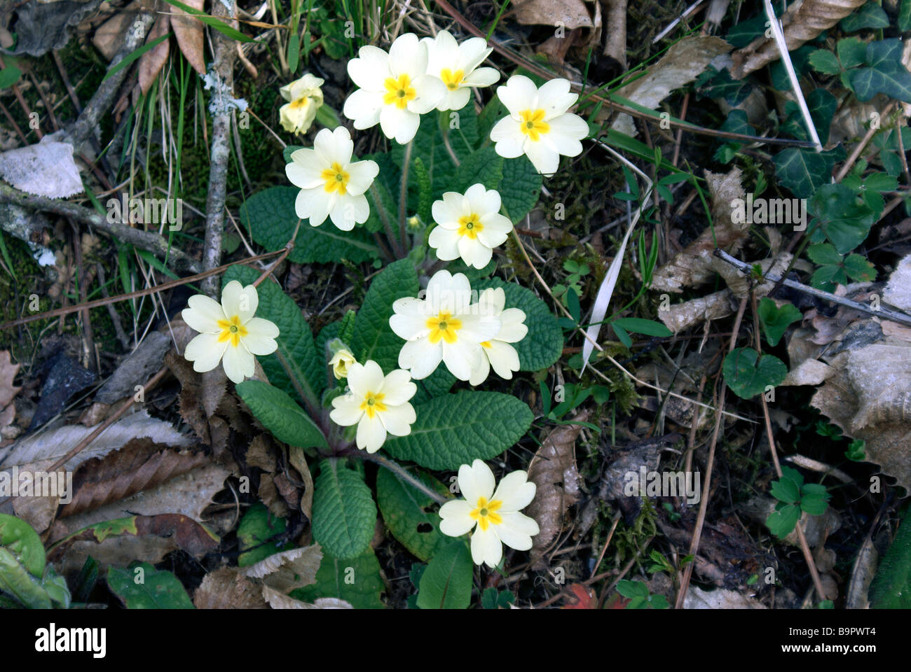 Wild Primrose High Resolution Stock Photography and Images - Alamy