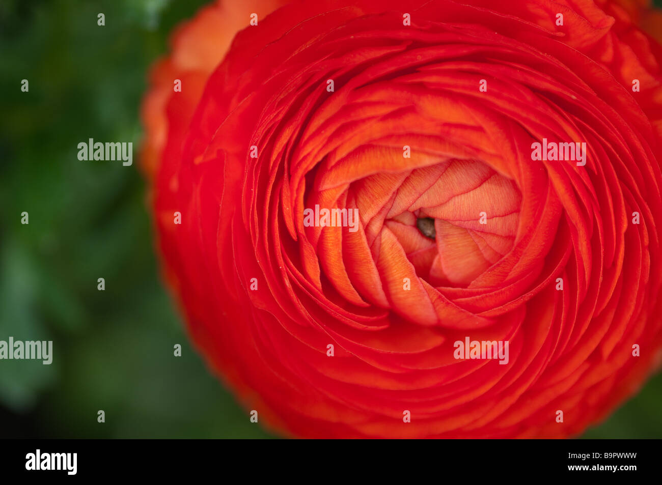 Ranunculus belong to the Buttercup family Ranunculaceae and is the ...