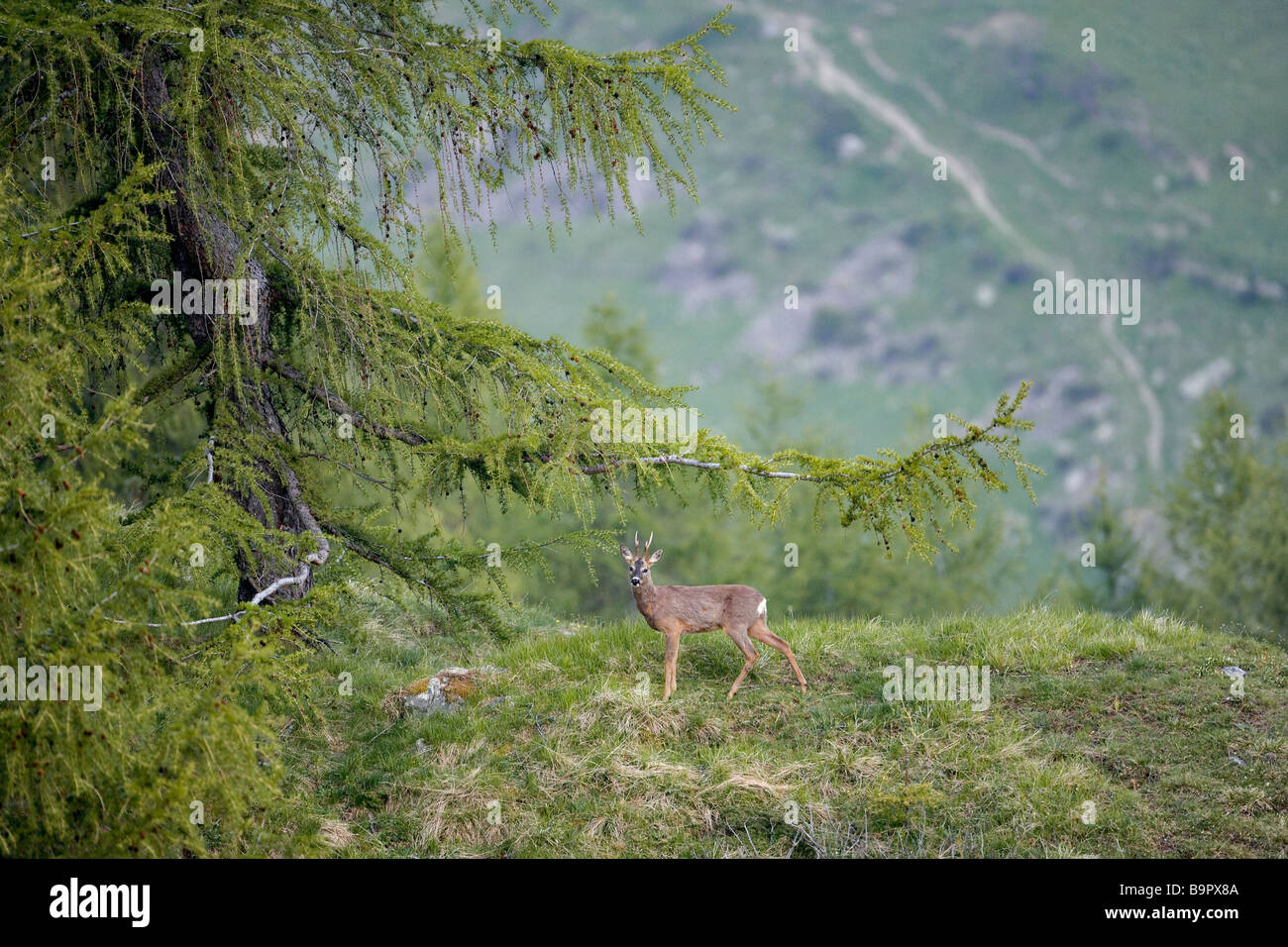 France, Roe deer (Capreolus capreolus Stock Photo - Alamy