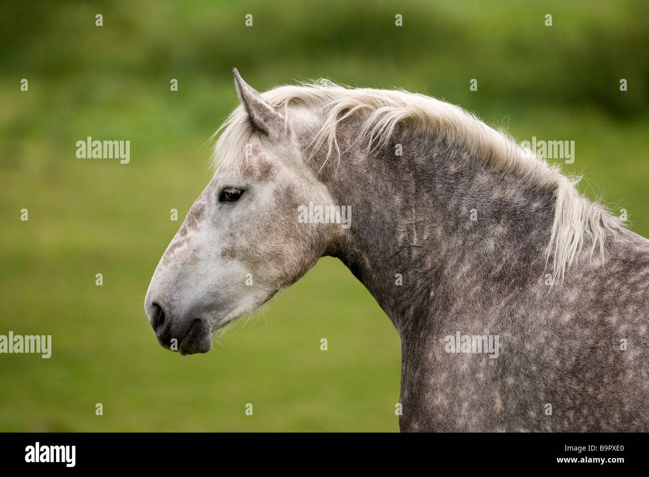 France, Somme, Picardie, Baie de Somme, Boulonnais stockbreeding ...