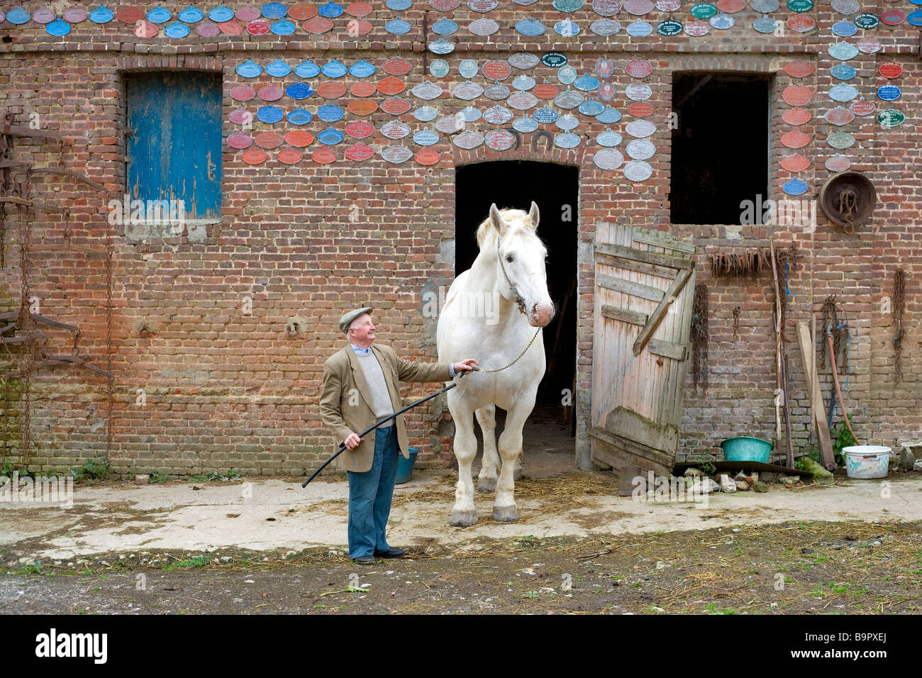 France, Somme, Picardie, Baie de Somme, Boulonnais stockbreeding ...