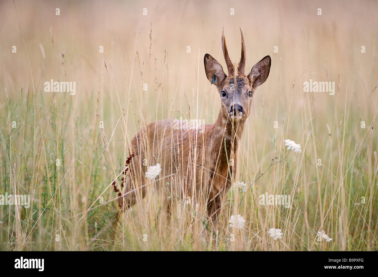 France, Deux Sevres, Chize Forest, Roe Deer (Capreolus capreolus Stock ...