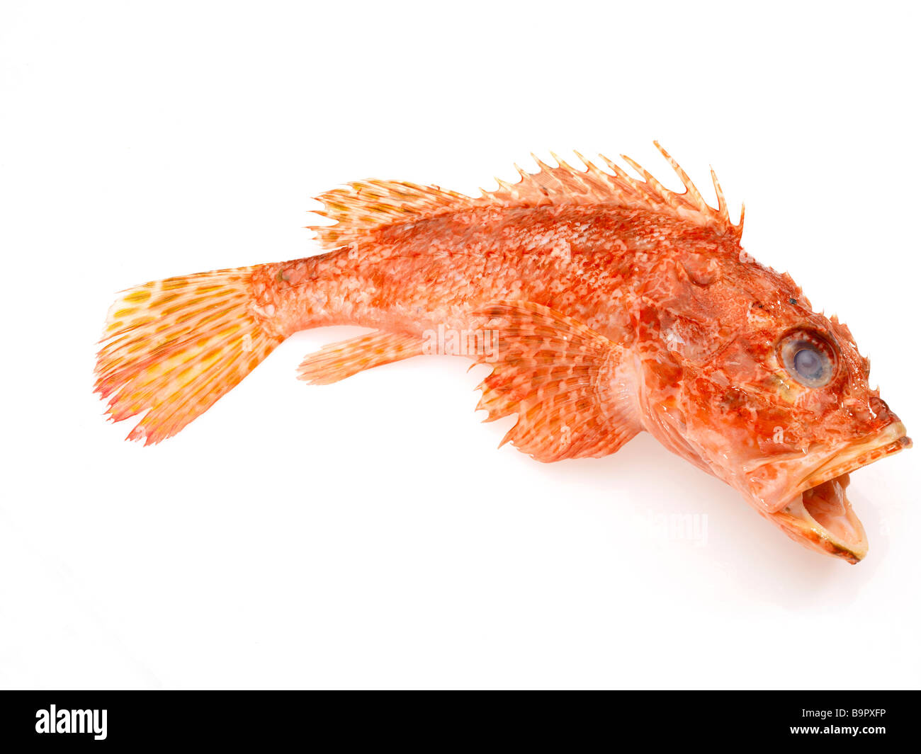 Rascasse Rouge High Resolution Stock Photography and Images - Alamy