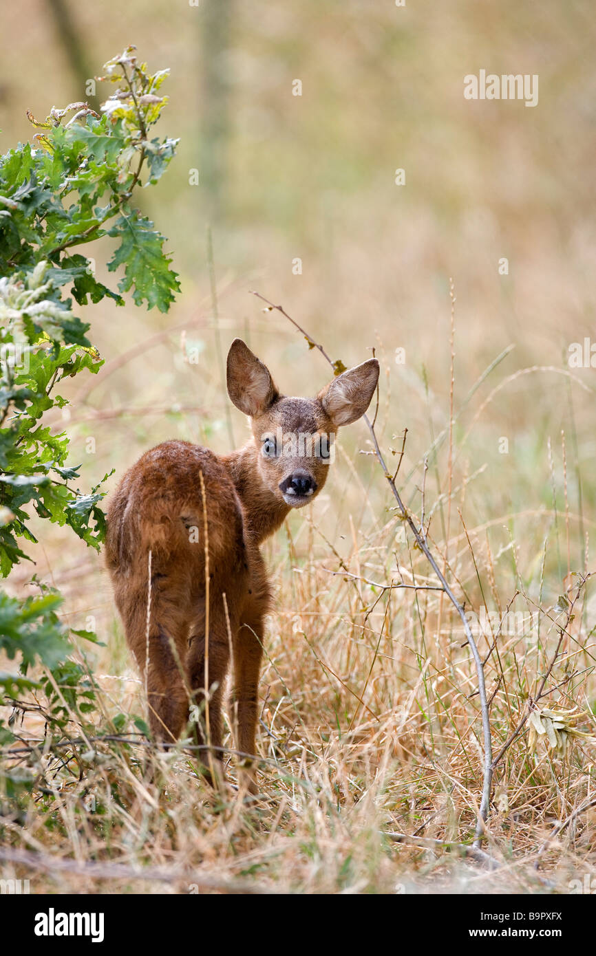 France, Deux Sevres, Chize Forest, Roe Deer (Capreolus capreolus Stock ...