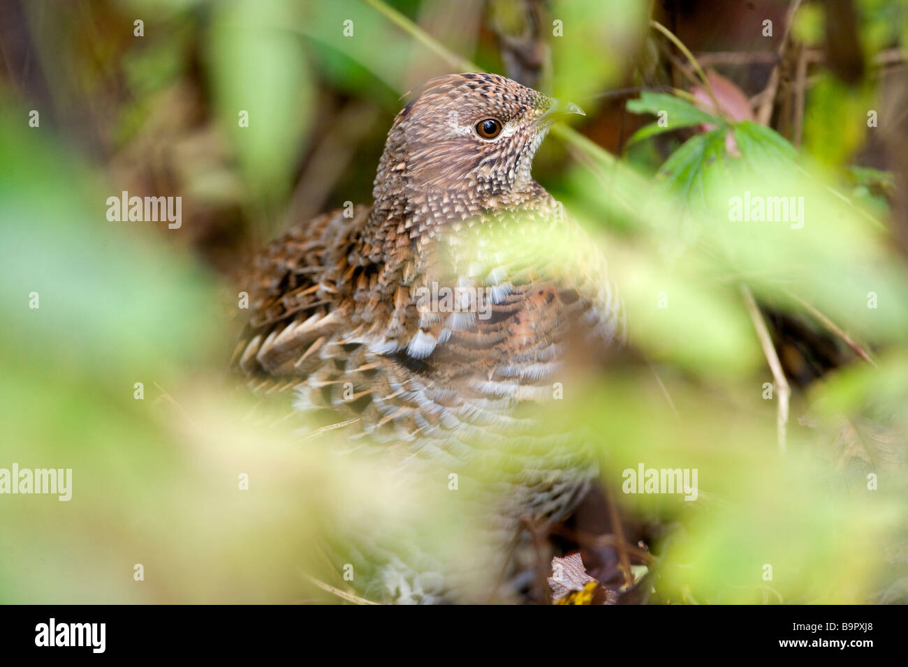 Canada, Quebec, Cap Tourmente National Wildlife Area, Ruffed Grouse ...