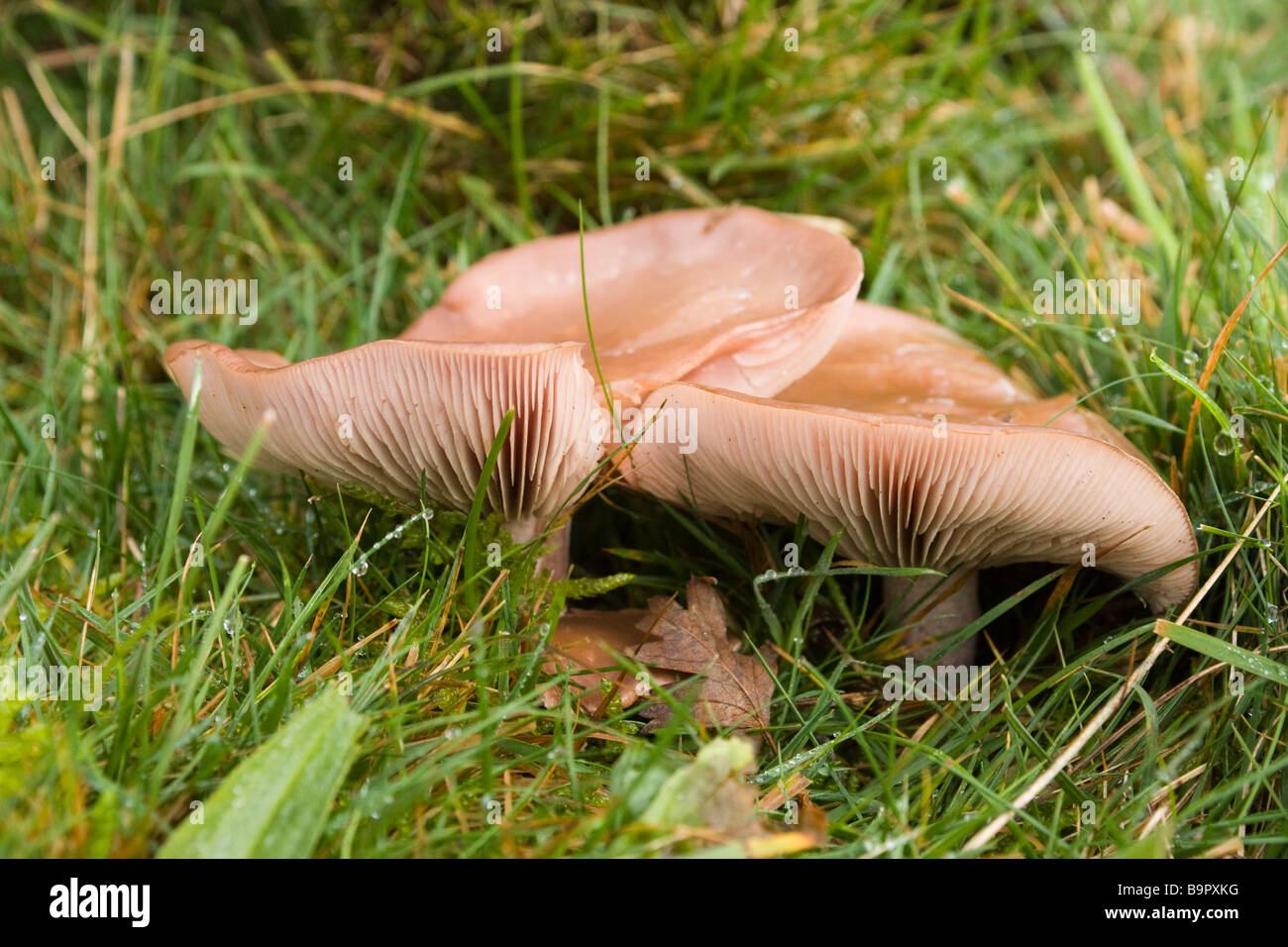Funghi mushroom hi-res stock photography and images - Alamy