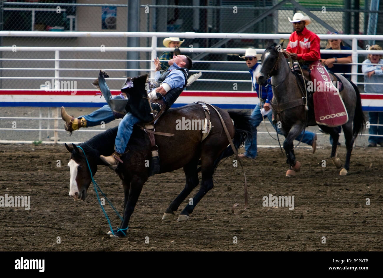 Cowboy rides bucking bronco Cody Nite Rodeo Wyoming USA Stock Photo - Alamy