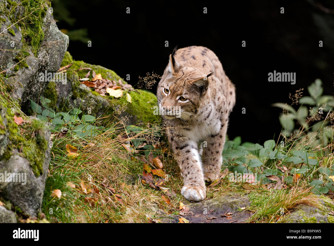 Germany, Bavaria, Bayerischer Wald National Park, lynx (Lynx lynx Stock ...
