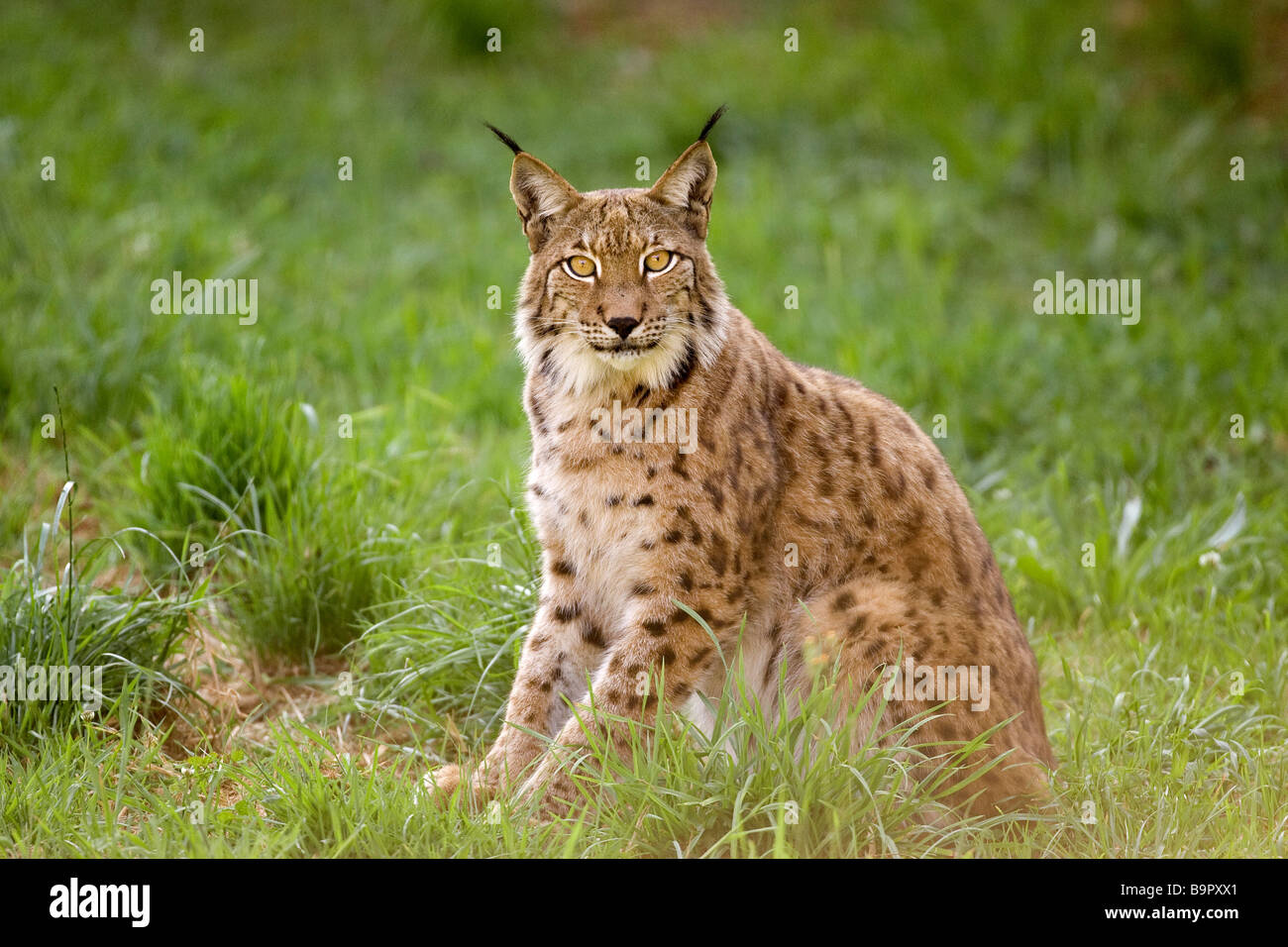 Germany, Bavaria, Bayerischer Wald National Park, lynx (Lynx lynx Stock ...