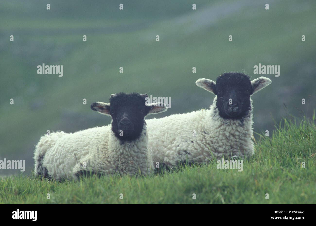 Black faced ram hi-res stock photography and images - Alamy