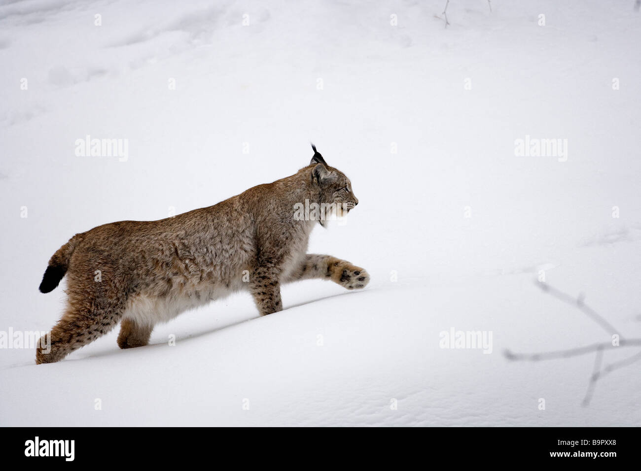 Germany, Bavaria, Bayerischer Wald National Park, lynx (Lynx lynx Stock ...