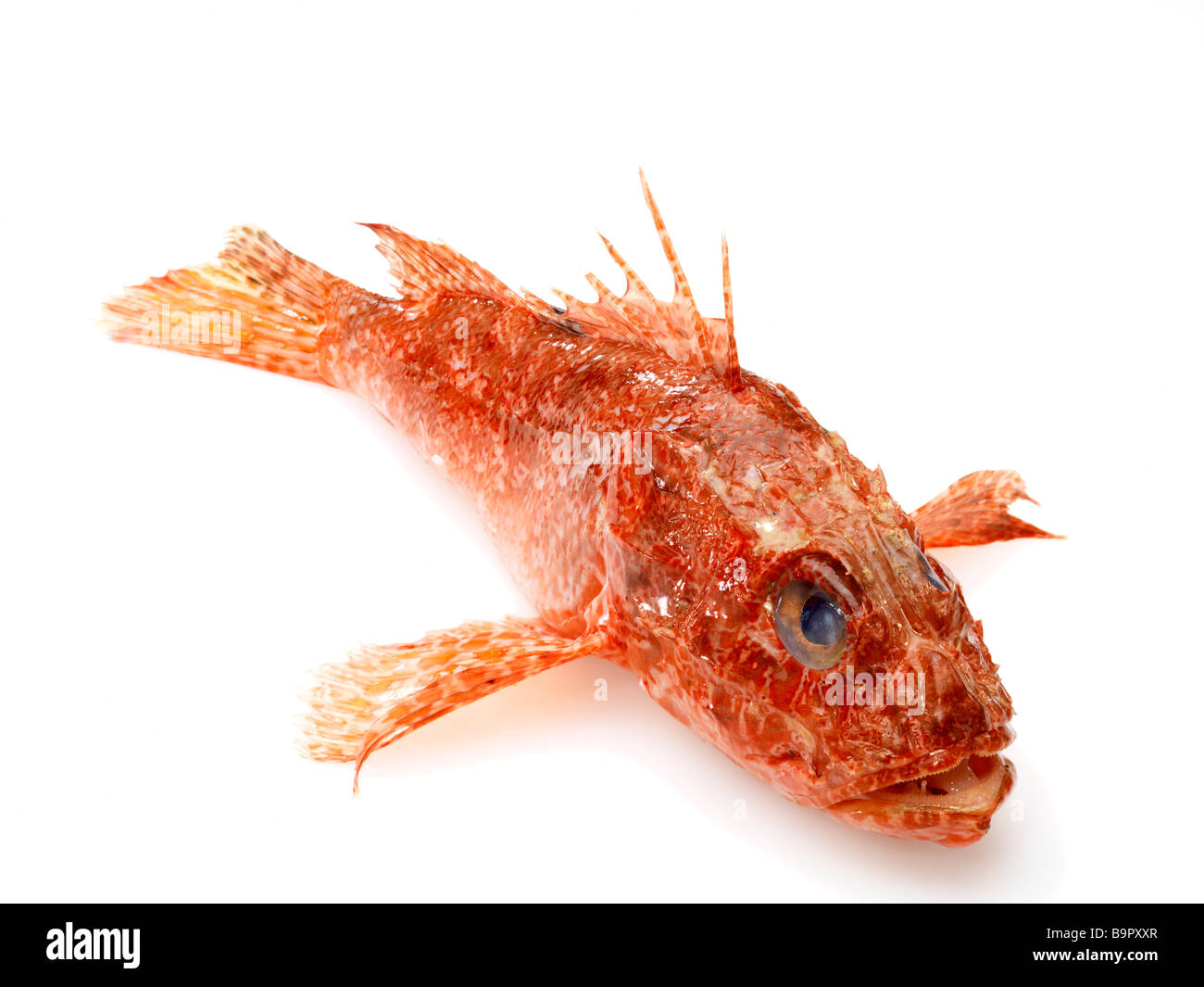 Rascasse Rouge High Resolution Stock Photography and Images - Alamy