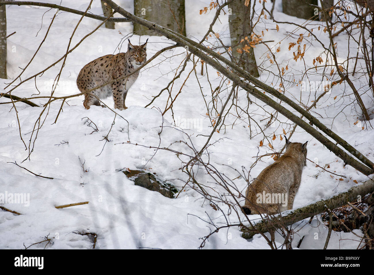Germany, Bavaria, Bayerischer Wald National Park, lynx (Lynx lynx Stock ...