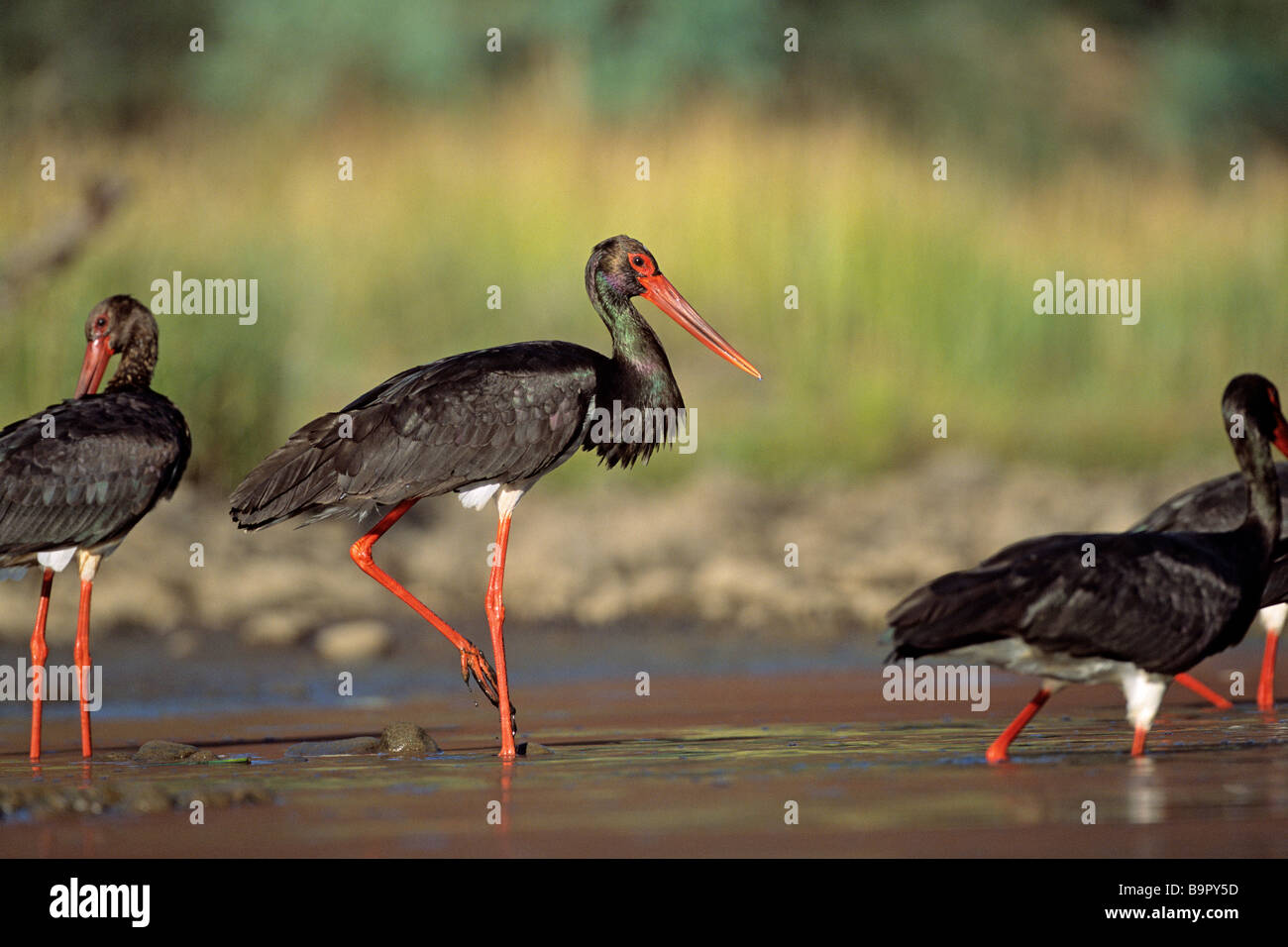 Black stork spain hi-res stock photography and images - Alamy
