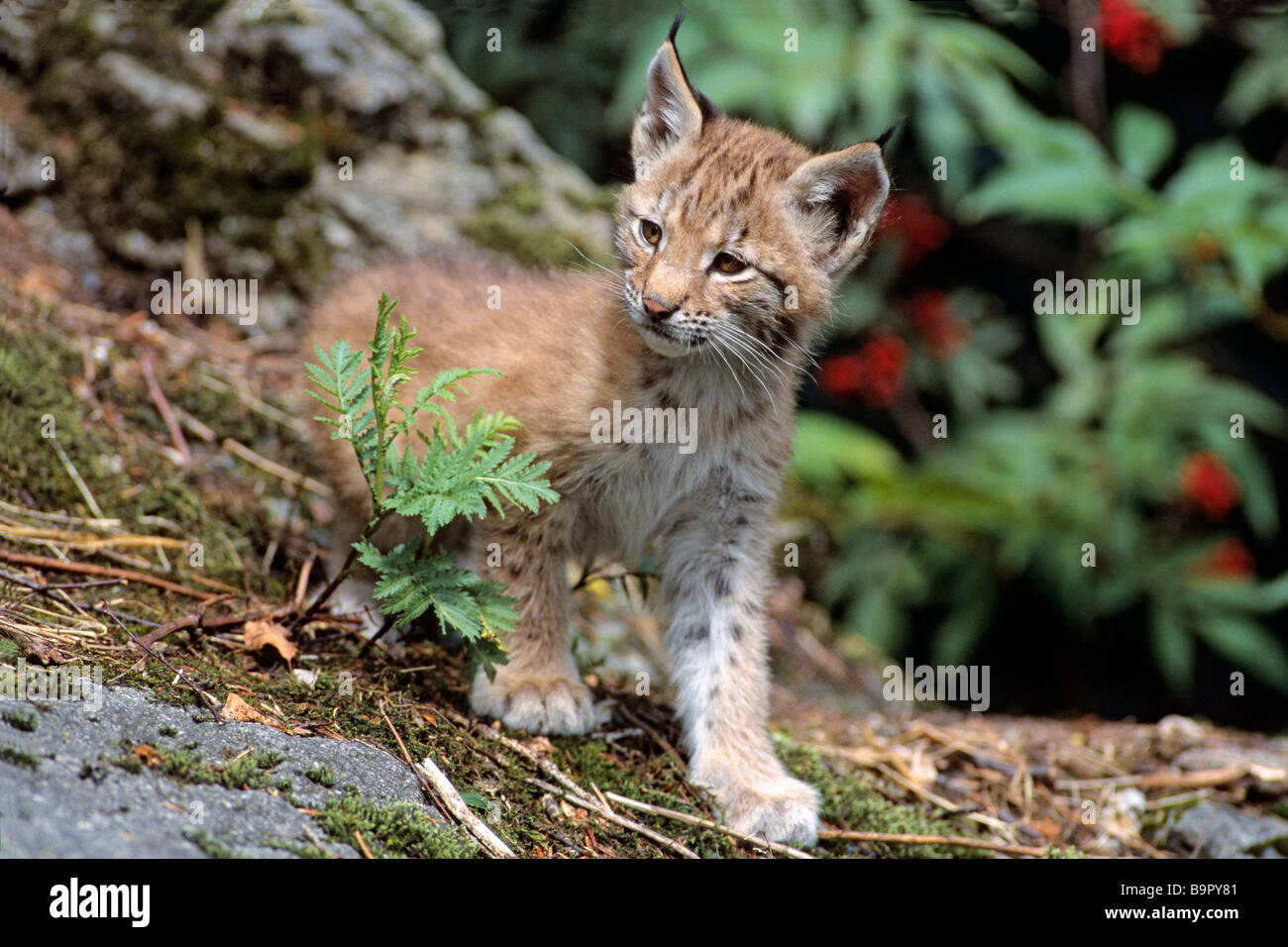 Germany, Bavaria, Bayerischer Wald National Park, young Lynx (Lynx lynx ...