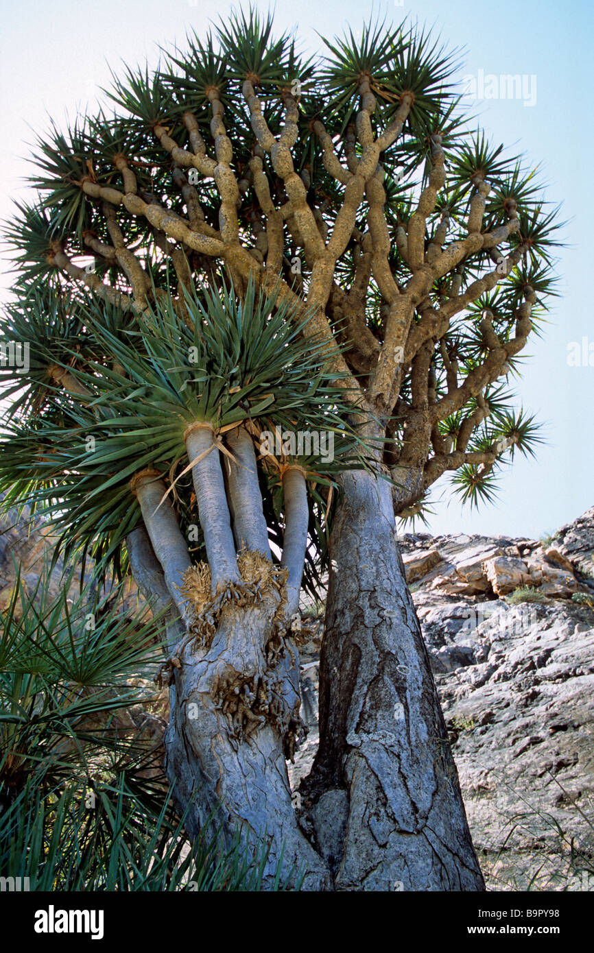 Atlas tree hi-res stock photography and images - Alamy