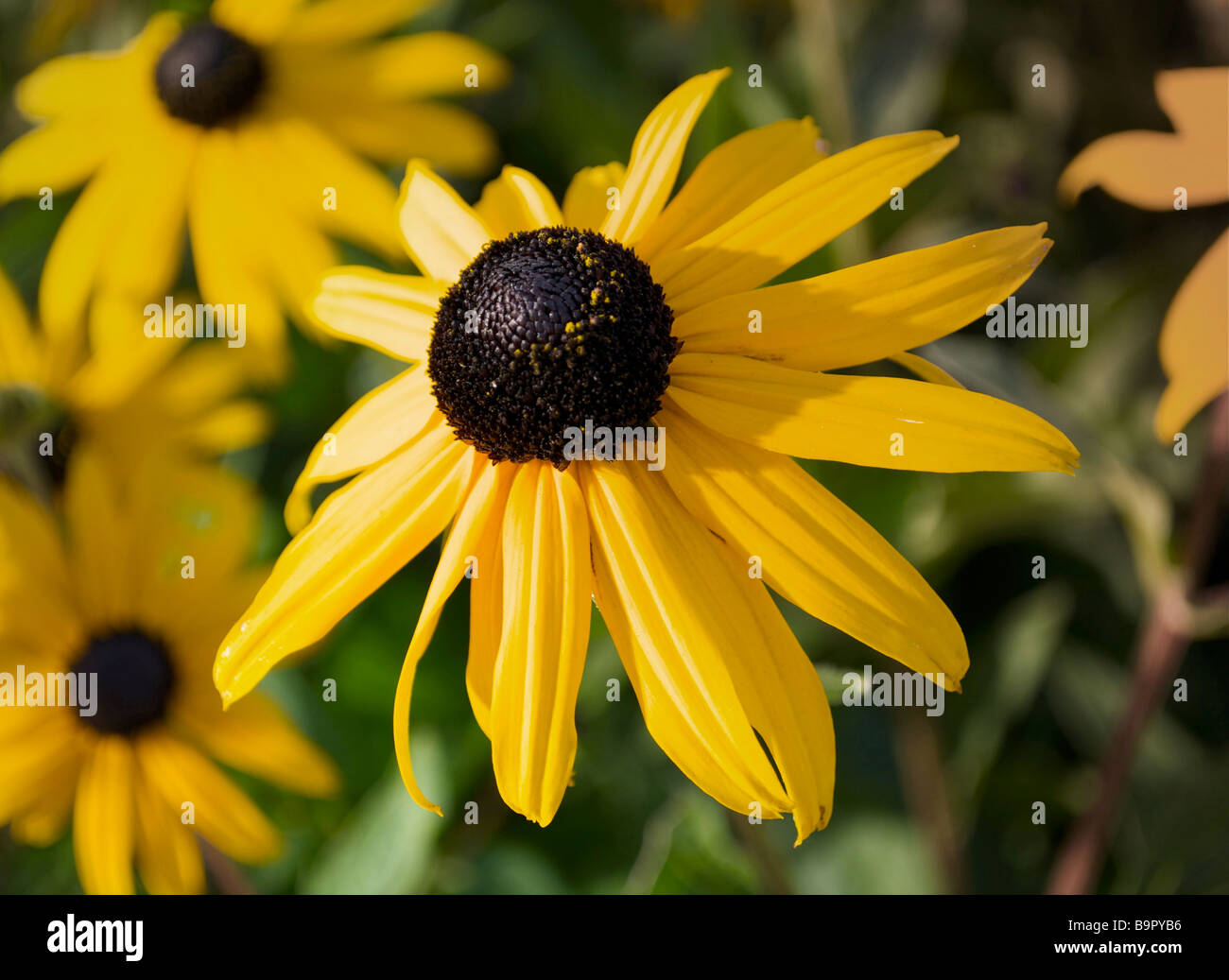 Yellow Black-Eyed Susan in Houston Texas USA Stock Photo - Alamy
